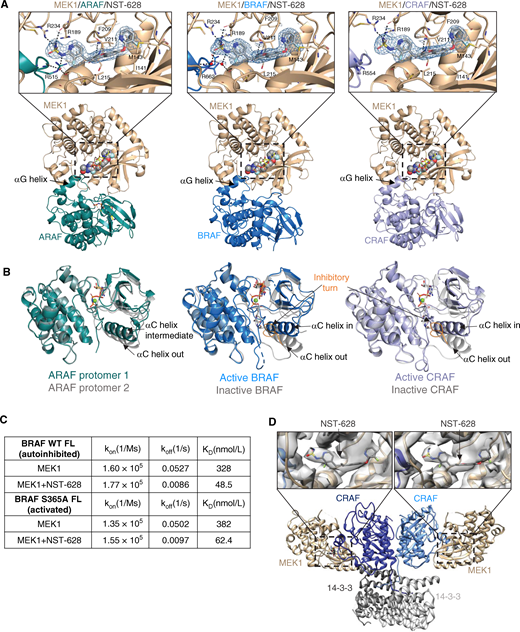The Pan-RAF–MEK Nondegrading Molecular Glue NST-628 Is a Potent and ...