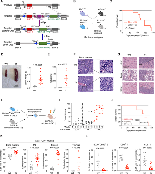 Condensate-Promoting ENL Mutation Drives Tumorigenesis In Vivo Through ...