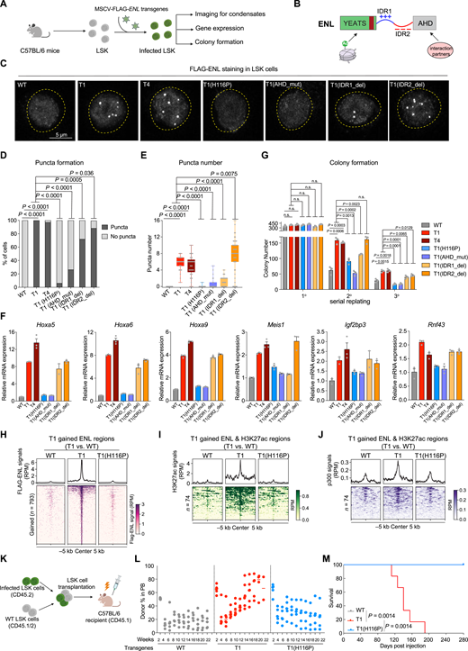 Condensate-Promoting ENL Mutation Drives Tumorigenesis In Vivo Through ...