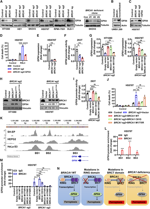 BRCA1-Mediated Dual Regulation of Ferroptosis Exposes a Vulnerability ...