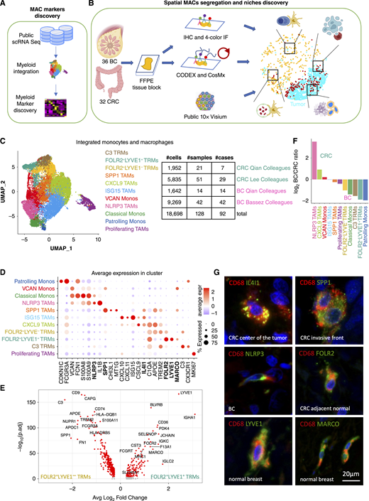 Spatially Segregated Macrophage Populations Predict Distinct Outcomes ...