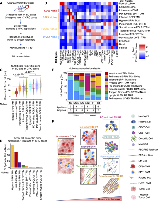 Spatially Segregated Macrophage Populations Predict Distinct Outcomes ...