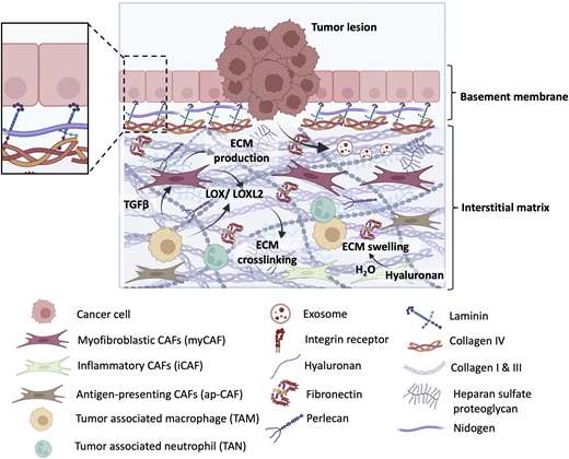The Interplay between Extracellular Matrix Remodeling and Cancer ...