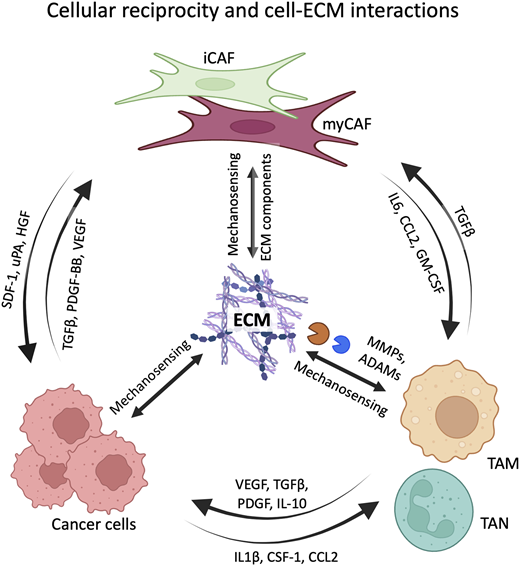 The Interplay between Extracellular Matrix Remodeling and Cancer ...
