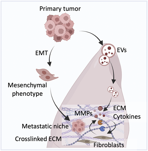The Interplay between Extracellular Matrix Remodeling and Cancer ...