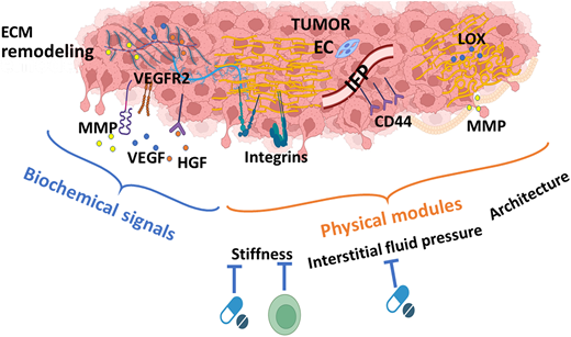 The Interplay between Extracellular Matrix Remodeling and Cancer ...