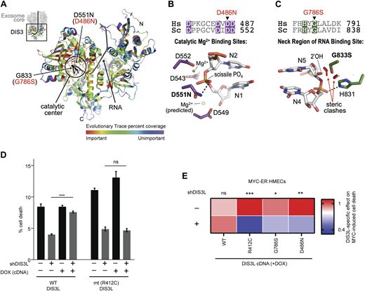 MYC Induces Oncogenic Stress through RNA Decay and Ribonucleotide ...