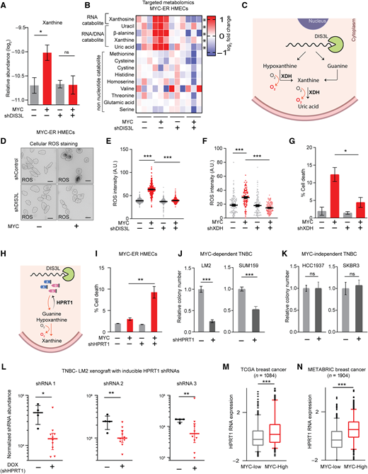 MYC Induces Oncogenic Stress through RNA Decay and Ribonucleotide Catabolism in Breast Cancer ...