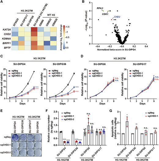 CHD2 Regulates Neuron–Glioma Interactions in Pediatric Glioma | Cancer ...