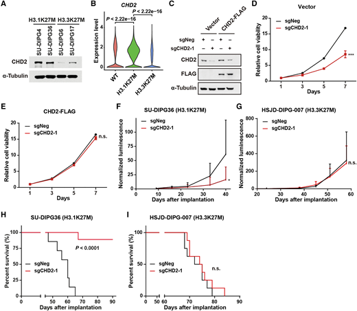 CHD2 Regulates Neuron–Glioma Interactions in Pediatric Glioma | Cancer ...