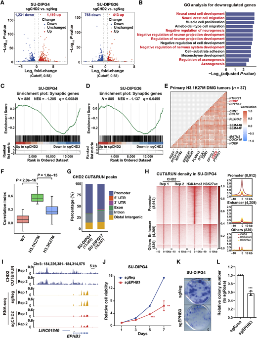 CHD2 Regulates Neuron–Glioma Interactions in Pediatric Glioma | Cancer ...
