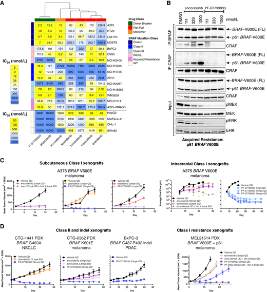 A Next-Generation BRAF Inhibitor Overcomes Resistance to BRAF ...