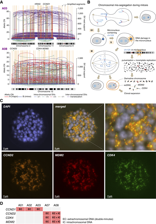 Chromothripsis-Mediated Small Cell Lung Carcinoma | Cancer Discovery ...