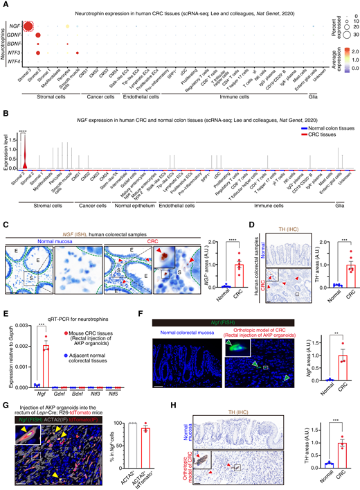 Neuro-Mesenchymal Interaction Mediated by a β2-Adrenergic Nerve Growth ...