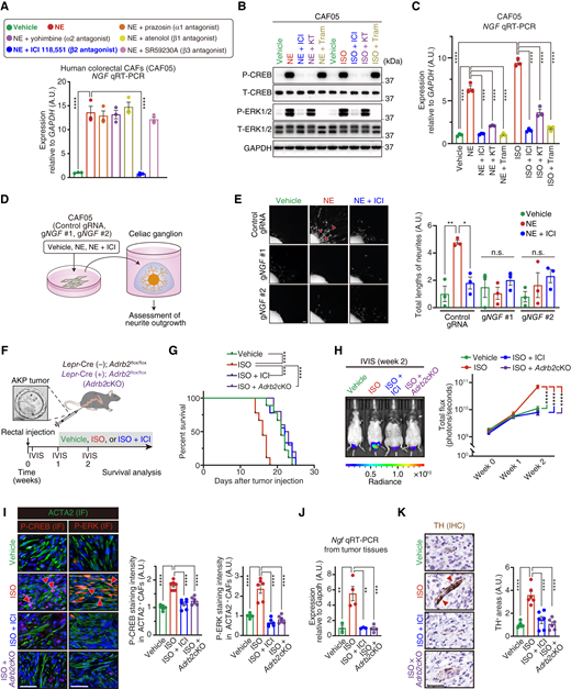 Neuro-Mesenchymal Interaction Mediated by a β2-Adrenergic Nerve Growth Factor Feedforward Loop ...