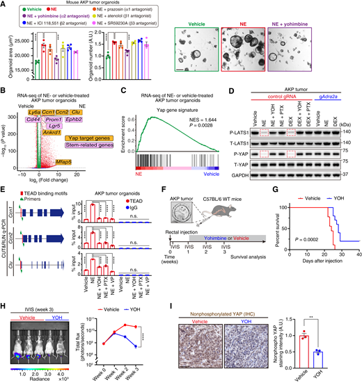 Neuro-Mesenchymal Interaction Mediated by a β2-Adrenergic Nerve Growth Factor Feedforward Loop ...