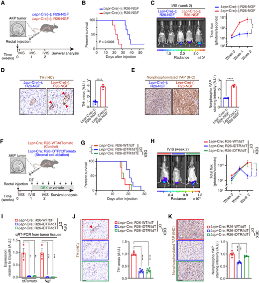 Neuro-Mesenchymal Interaction Mediated by a β2-Adrenergic Nerve Growth ...