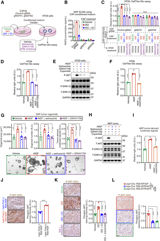 Neuro-Mesenchymal Interaction Mediated by a β2-Adrenergic Nerve Growth ...