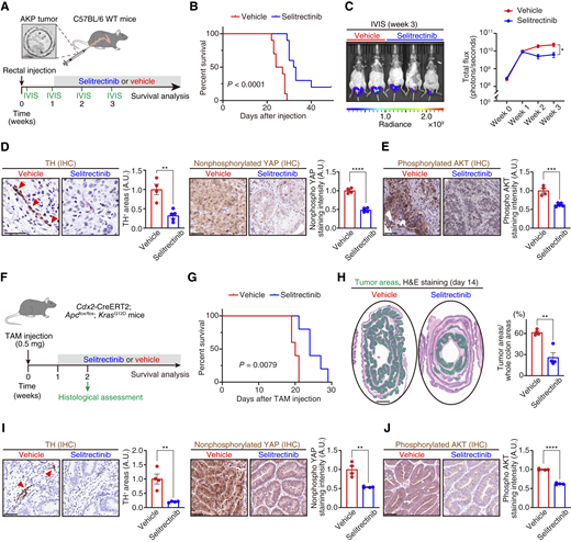 Neuro-Mesenchymal Interaction Mediated by a β2-Adrenergic Nerve Growth ...