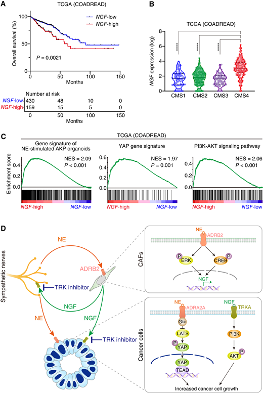 Neuro-Mesenchymal Interaction Mediated by a β2-Adrenergic Nerve Growth Factor Feedforward Loop ...