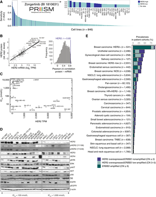 Zongertinib (BI 1810631), an Irreversible HER2 TKI, Spares EGFR Signaling and Improves ...