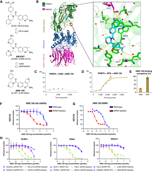 AMG 193, a Clinical Stage MTA-Cooperative PRMT5 Inhibitor, Drives ...