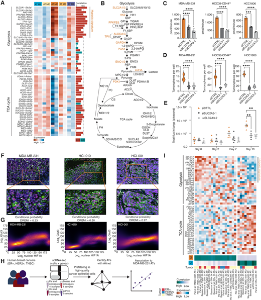 AAnet Resolves a Continuum of Spatially Localized Cell States to Unveil ...