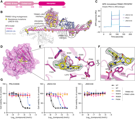 Defining the Antitumor Mechanism of Action of a Clinical-stage Compound ...
