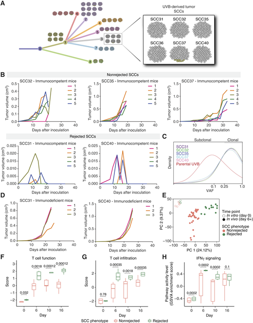 Temporal Genomic Analysis of Homogeneous Tumor Models Reveals Key ...