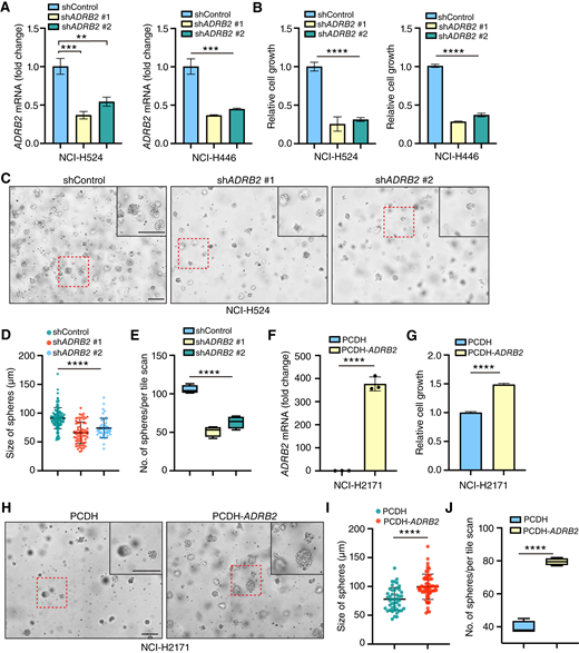 Sympathetic Neurons Promote Small Cell Lung Cancer through the β2 ...