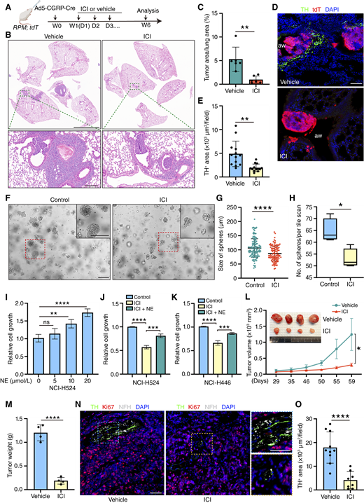 Sympathetic Neurons Promote Small Cell Lung Cancer through the β2 ...
