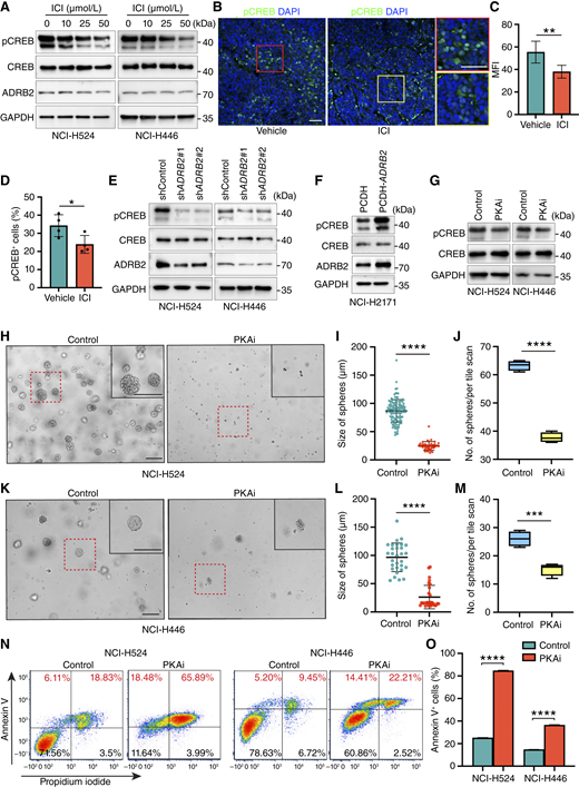 Sympathetic Neurons Promote Small Cell Lung Cancer through the β2 ...