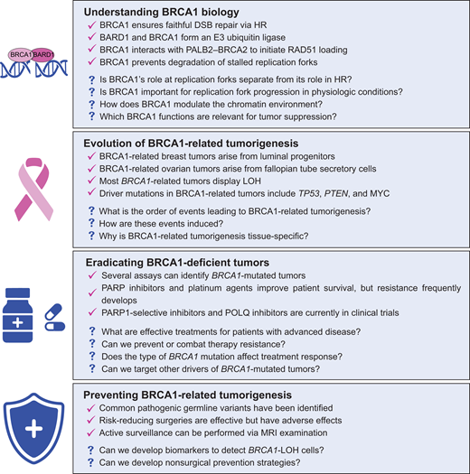 Thirty Years of BRCA1: Mechanistic Insights and Their Impact on ...