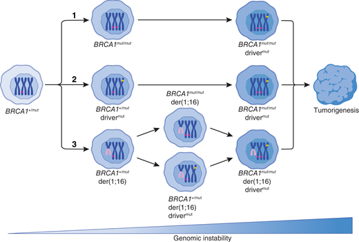 Thirty Years of BRCA1: Mechanistic Insights and Their Impact on ...