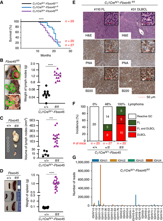 The FBXO45–GEF-H1 Axis Controls Germinal Center Formation and B-cell ...