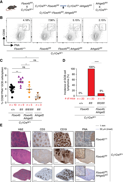The FBXO45–GEF-H1 Axis Controls Germinal Center Formation and B-cell ...