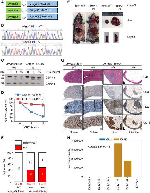 The FBXO45–GEF-H1 Axis Controls Germinal Center Formation and B-cell ...