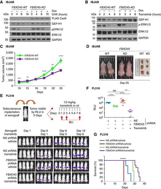 The FBXO45–GEF-H1 Axis Controls Germinal Center Formation and B-cell ...