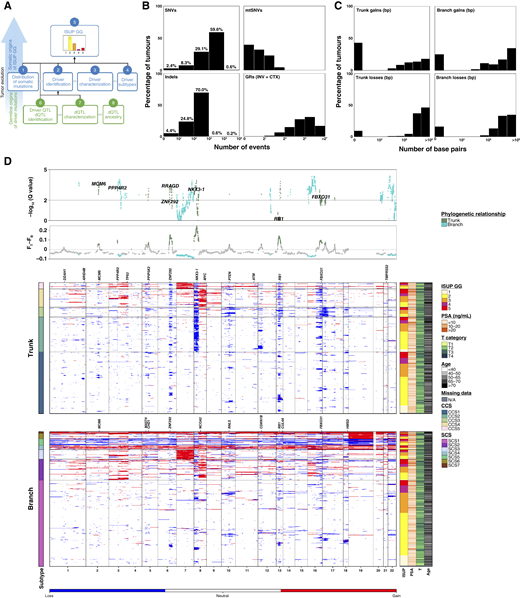 The Germline and Somatic Origins of Prostate Cancer Heterogeneity ...
