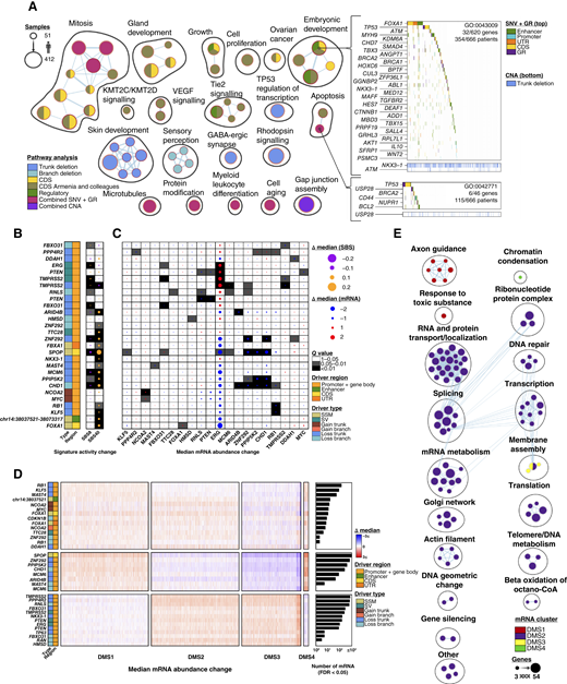 The Germline and Somatic Origins of Prostate Cancer Heterogeneity ...