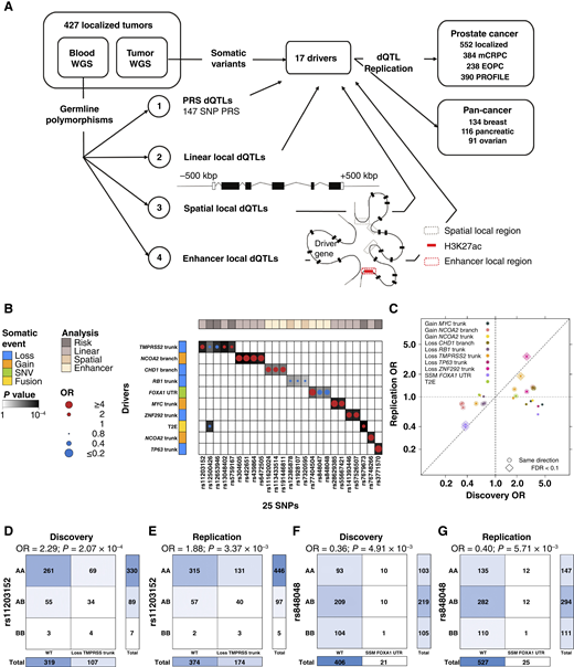 The Germline and Somatic Origins of Prostate Cancer Heterogeneity ...