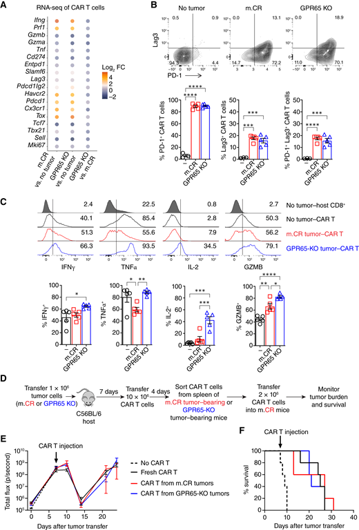 GPR65 Inactivation in Tumor Cells Drives Antigen-Independent CAR T-cell ...