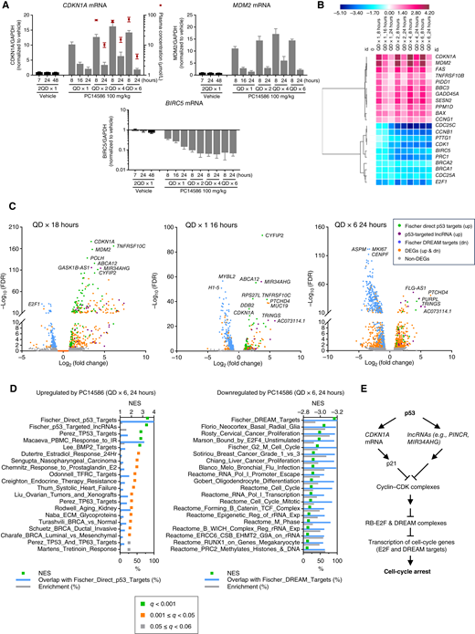 Restoration of the Tumor Suppressor Function of Y220C-Mutant p53 by ...