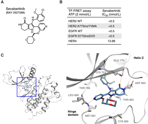 Sevabertinib, a Reversible HER2 Inhibitor with Activity in Lung Cancer ...