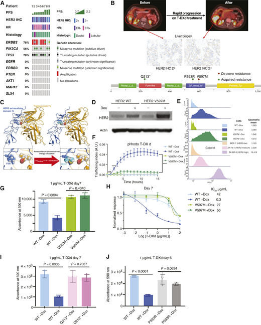 Trastuzumab Deruxtecan Resistance via Loss of HER2 Expression and ...