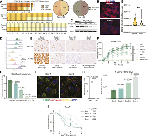 Trastuzumab Deruxtecan Resistance via Loss of HER2 Expression and ...