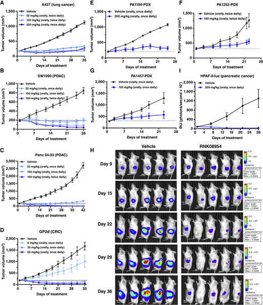 Preclinical Characterization and Clinical Activity of RNK08954, a ...