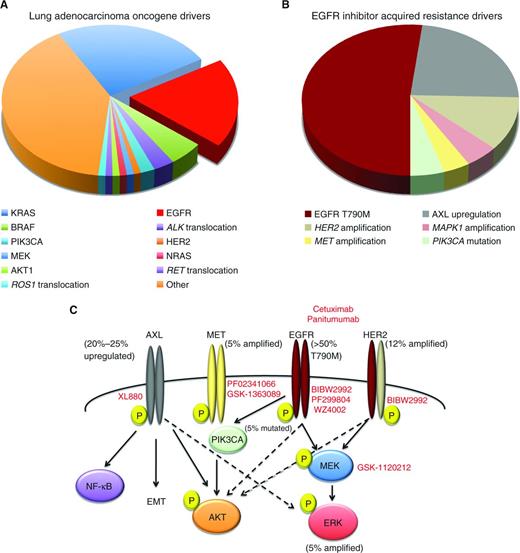 Resiliency of Lung Cancers to EGFR Inhibitor Treatment Unveiled ...
