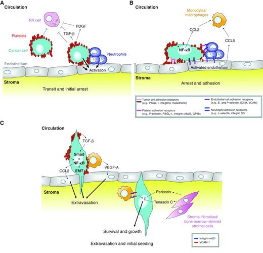 The Initial Hours of Metastasis: The Importance of Cooperative Host ...