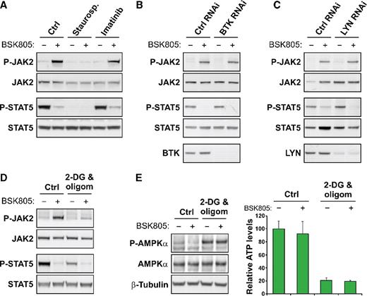 Modulation of Activation-Loop Phosphorylation by JAK Inhibitors Is ...